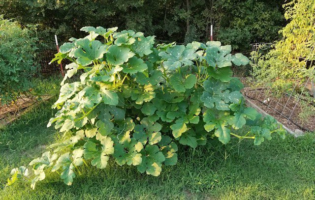 Homestead Blog Hop 333 – Ridge Haven Homestead