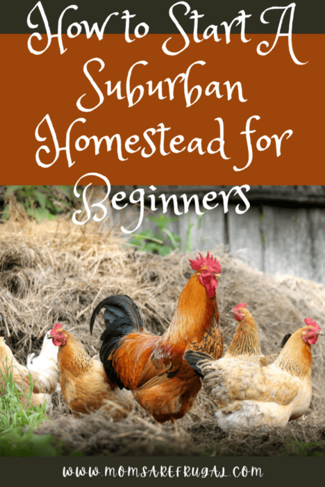 Homestead Blog Hop 523 – How to Start a Homestead Plus Recipes - Simple ...